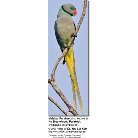 Malabar Parakeets aka Bluewinged Parakeets, Blue Winged Parakeets ...