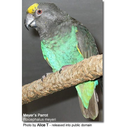 Meyer's Parrots as Pets - Beauty of Birds