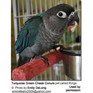 Green-cheeked Conure Mutations - Beauty of Birds