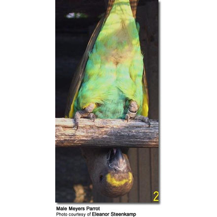 Meyer's Parrots as Pets - Beauty of Birds