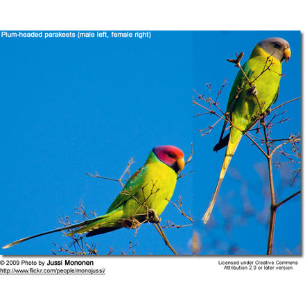 Plum-headed Parakeets aka Plum Head - Beauty of Birds