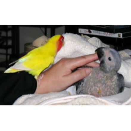 Lovebirds as Pets: Living with a Lovebird - what to expect - Beauty of ...