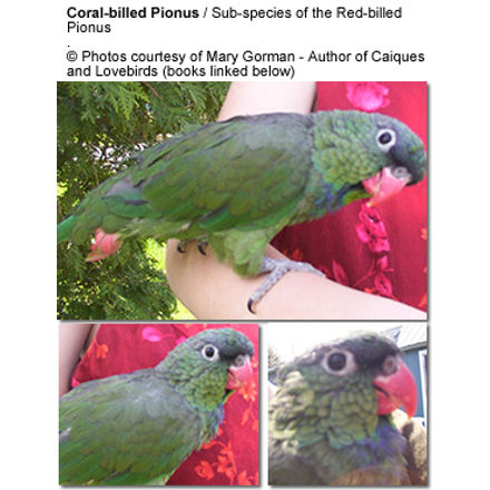 Pionus Parrots: Diet / Nutrition in Captivity - Beauty of Birds